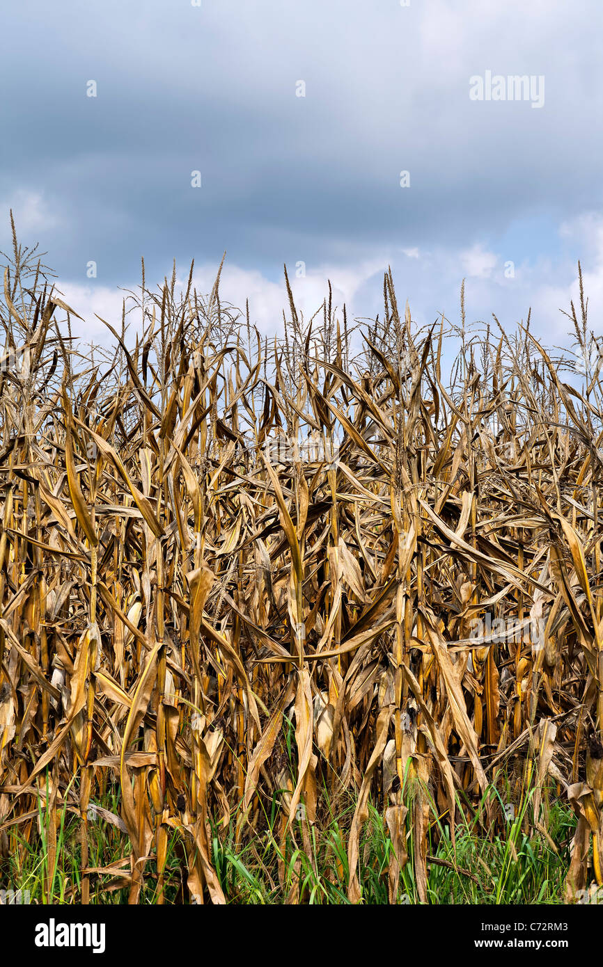 Corn filed hi-res stock photography and images - Alamy