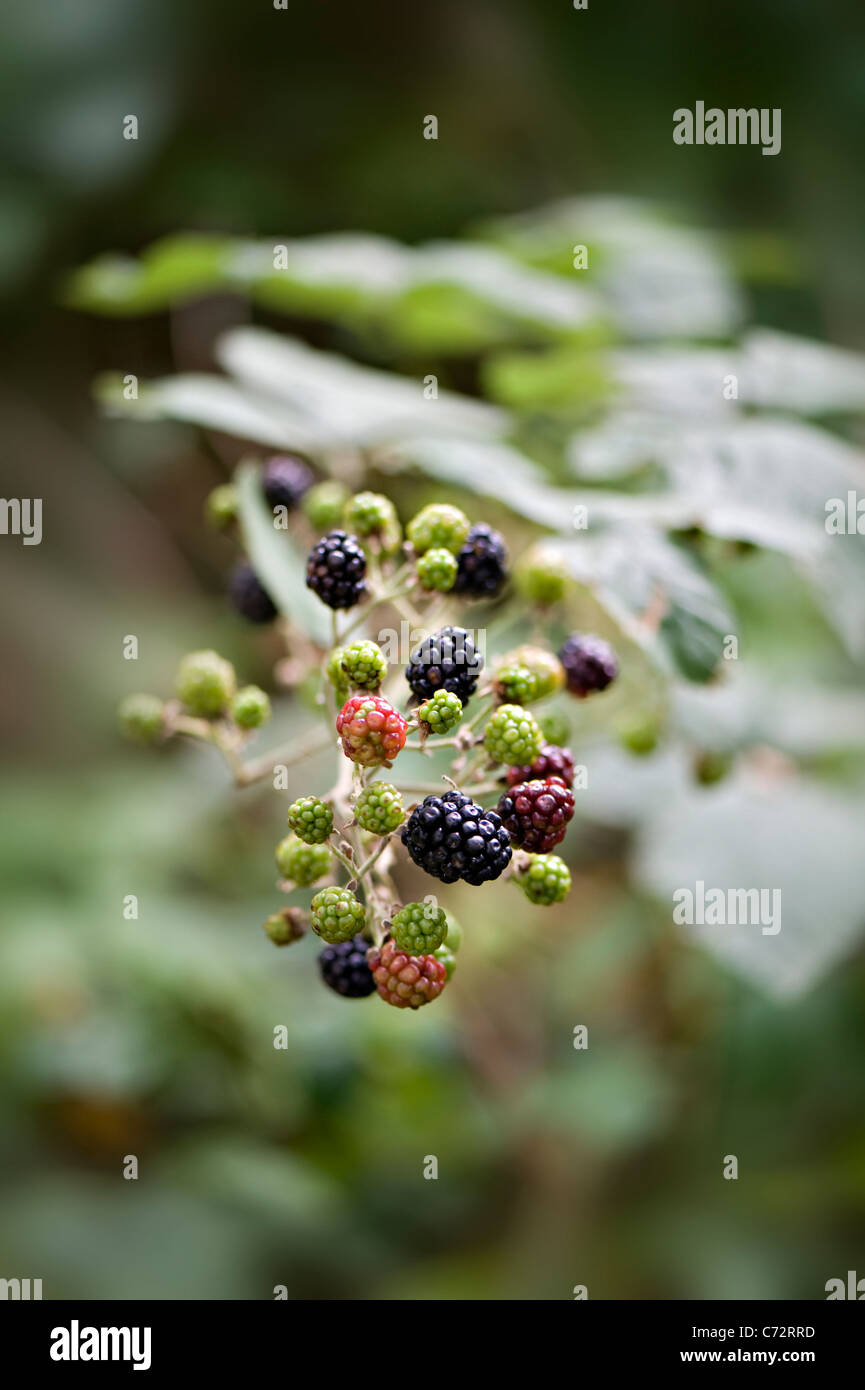 Bramble new fruit - Rubus fruiticosus Stock Photo - Alamy
