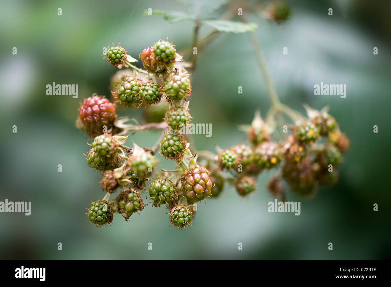 Bramble red stem hi-res stock photography and images - Alamy