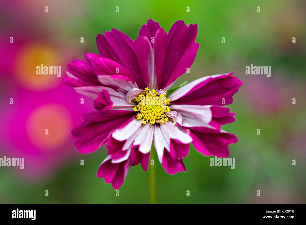 A single pink double flowering cosmos flower Stock Photo - Alamy