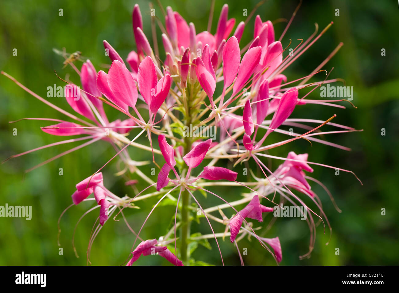 Cleome hassleriana ‘violet queen’ hi-res stock photography and images ...