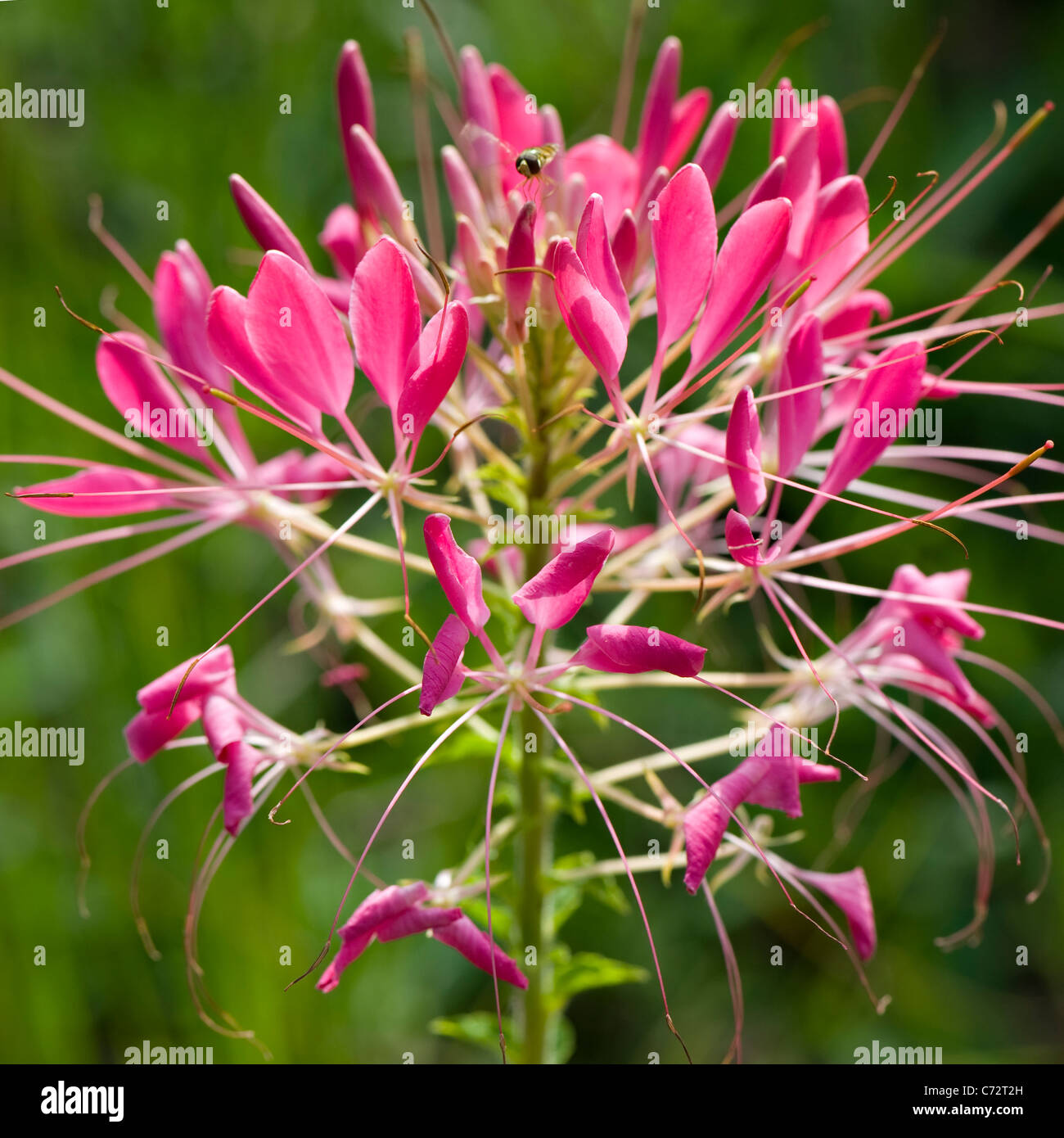 Cleome hassleriana violet queen’ hi-res stock photography and images ...