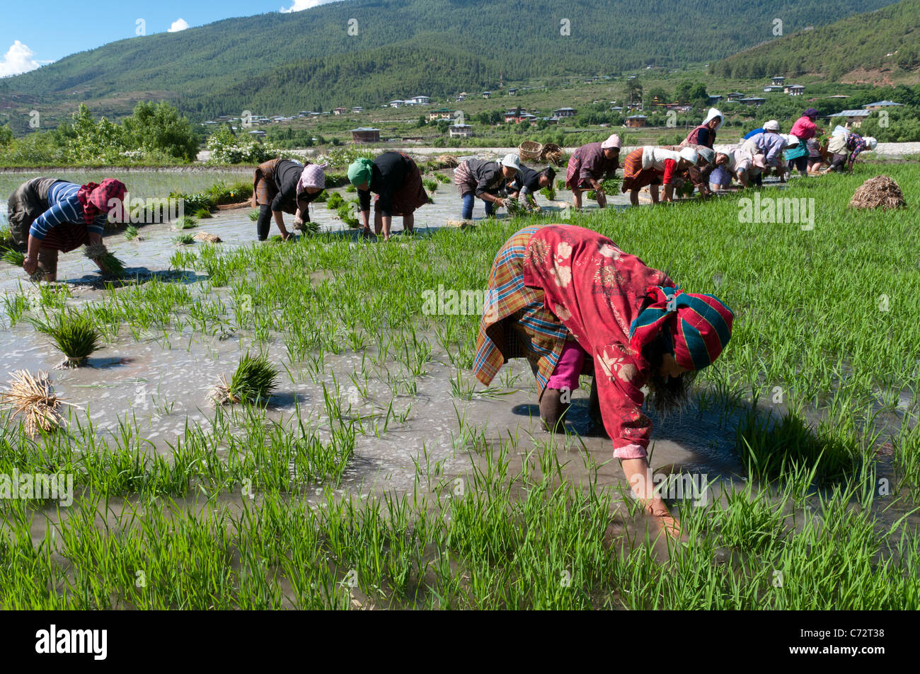rice farming. Female farmers transplanting rice shoots into rice ...