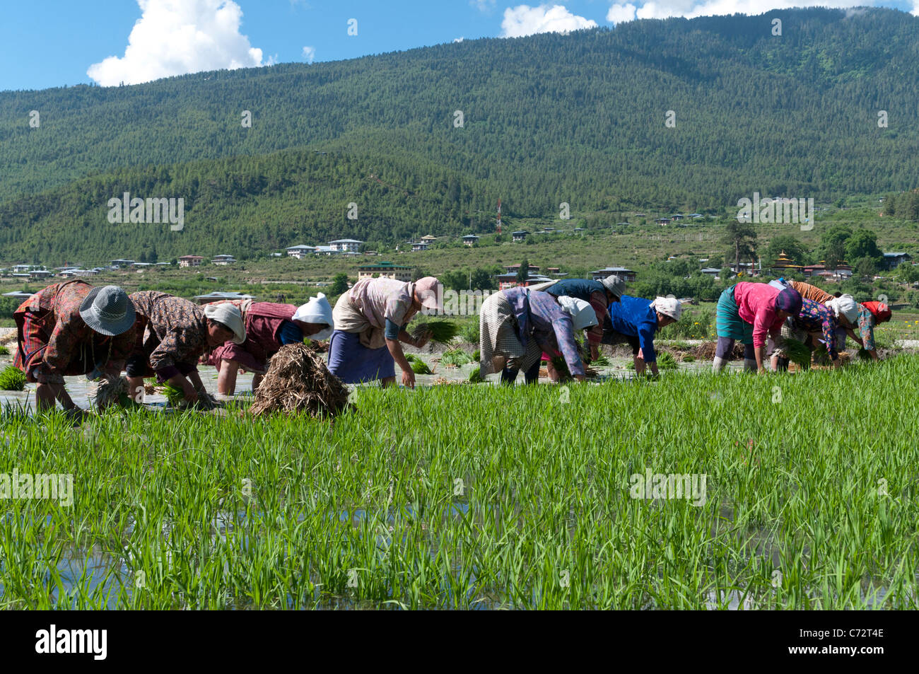 rice farming. Female farmers transplanting rice shoots into rice ...