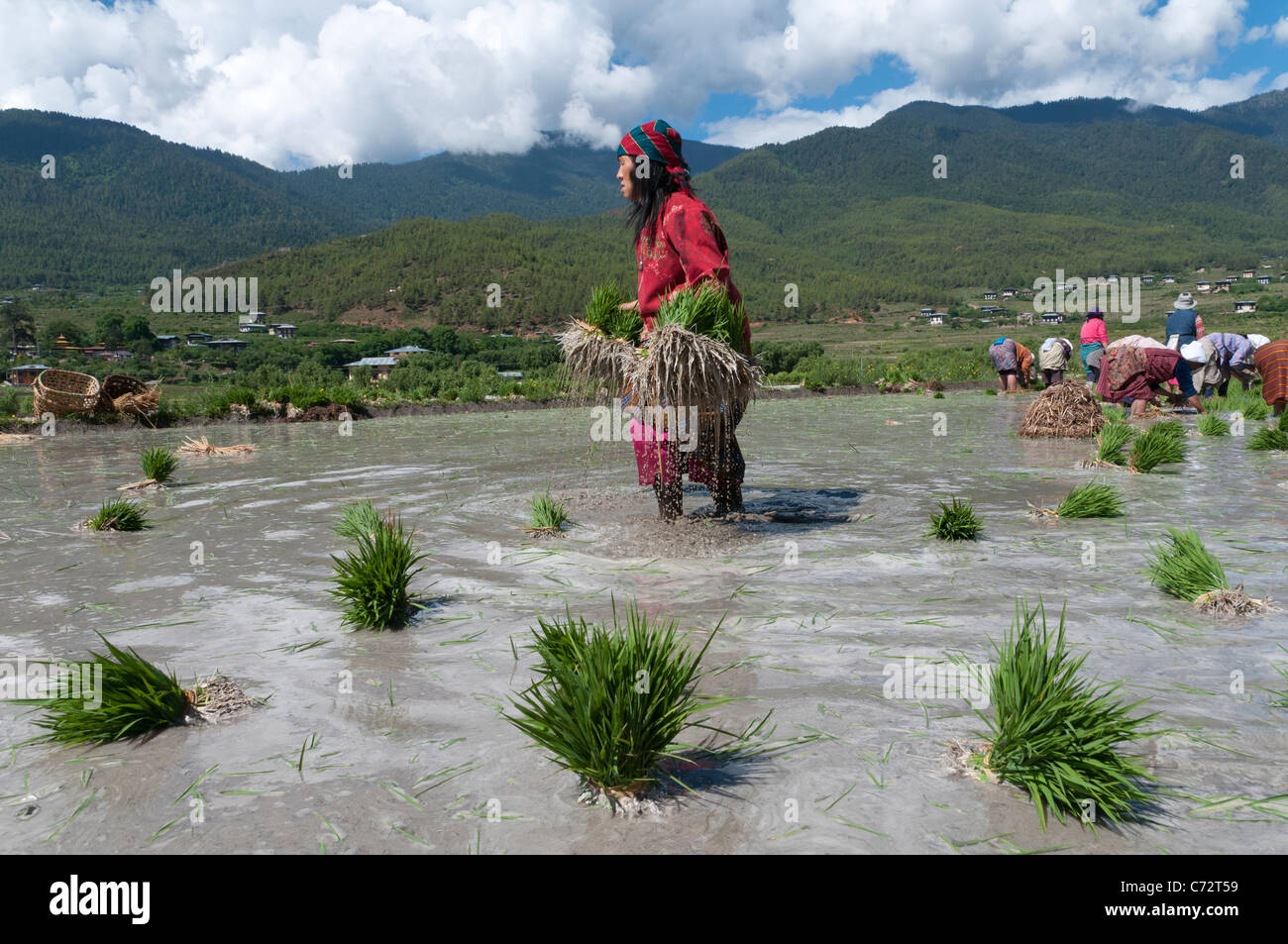 rice farming. Female farmers transplanting rice shoots into rice ...
