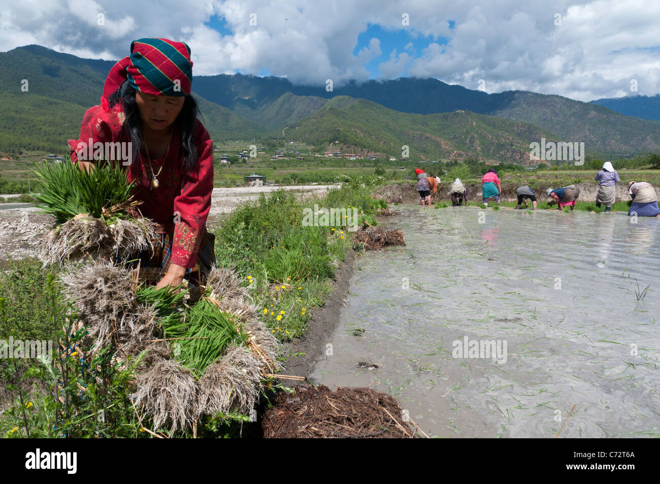 rice farming. Female farmers transplanting rice shoots into rice ...