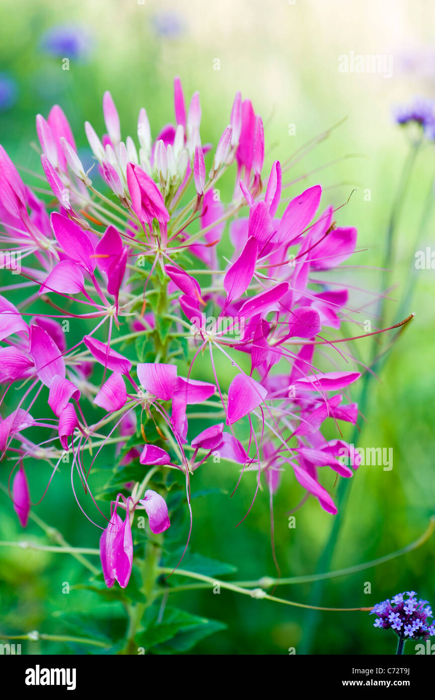 Close-up image of the beautiful summer flowering Cleome hassleriana ...