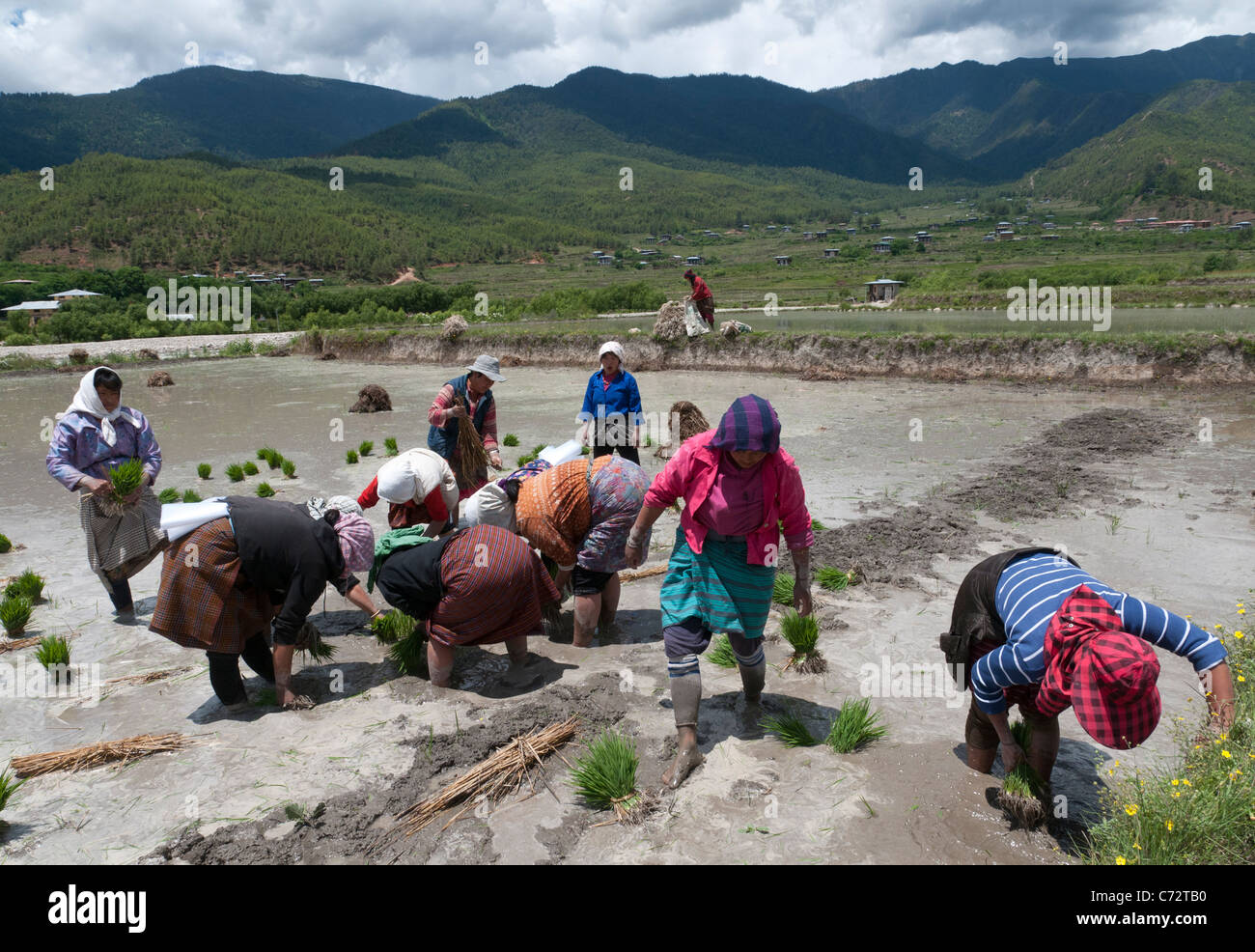 rice farming. Female farmers transplanting rice shoots into rice ...
