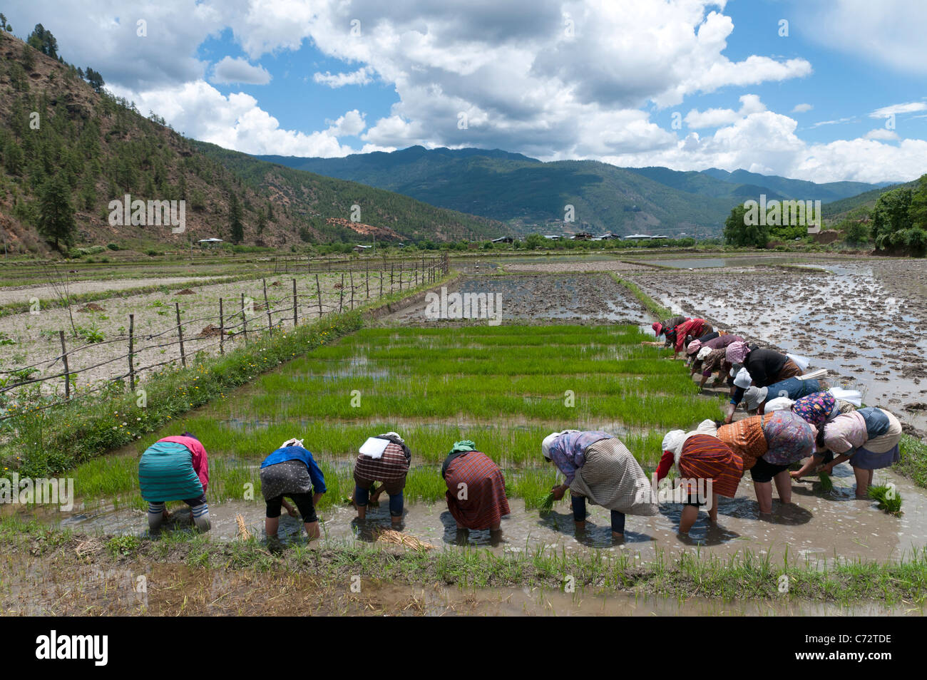 rice farming. Female farmers transplanting rice shoots into rice ...