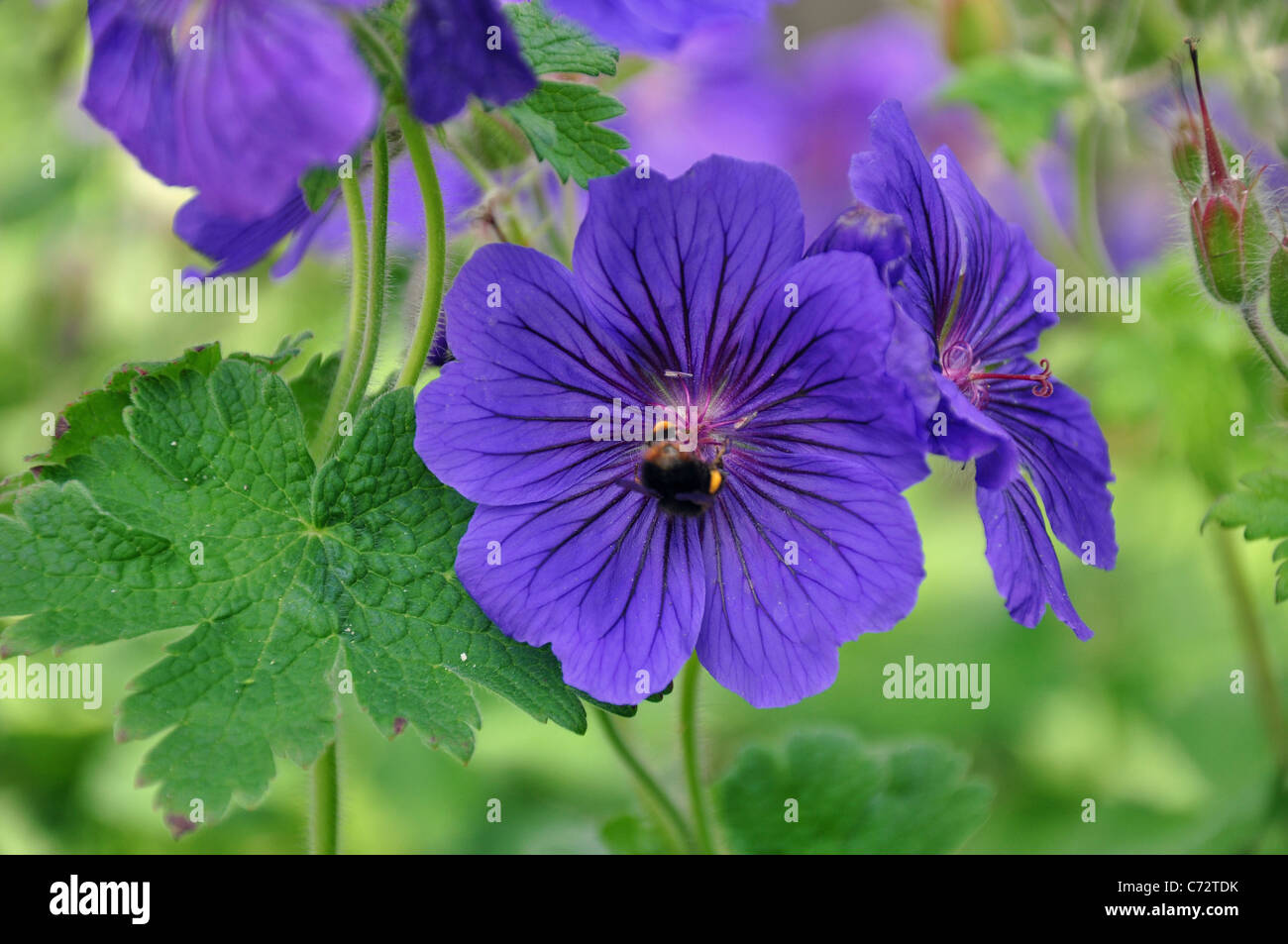 Geranium Johnsons Blue Flower Stock Photos & Geranium Johnsons Blue ...