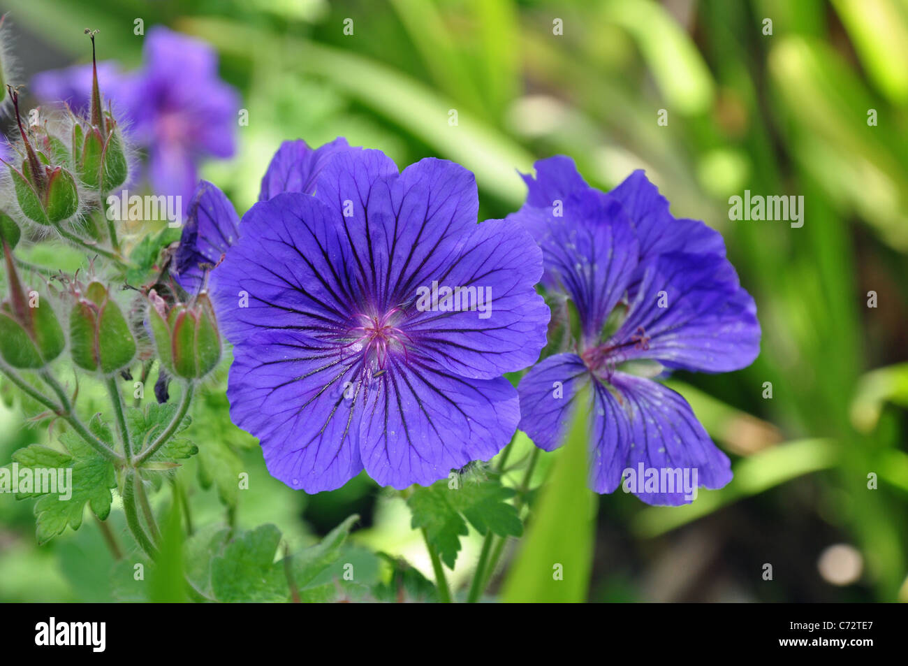 Geranium Johnsons Blue Flower Stock Photos & Geranium Johnsons Blue ...