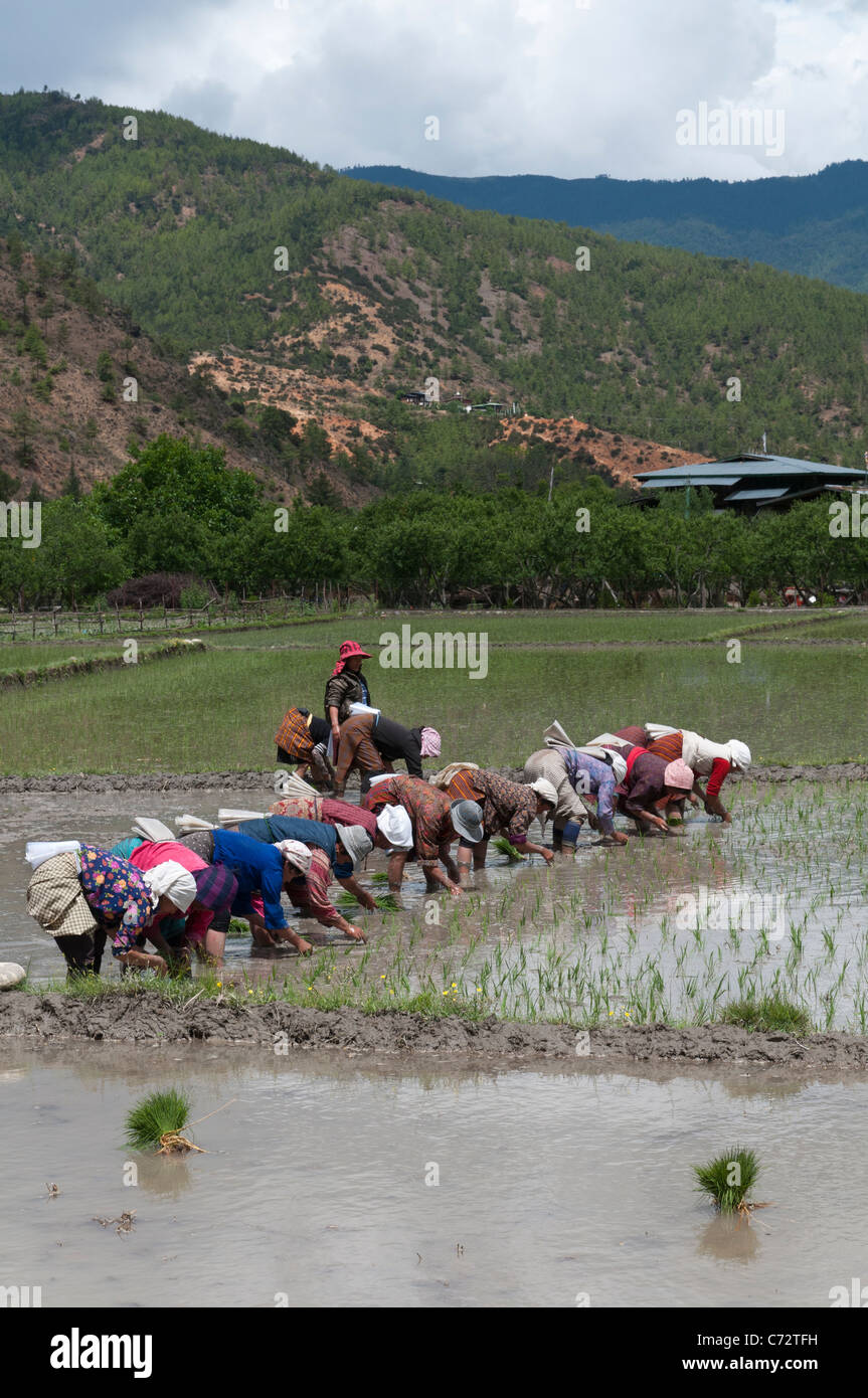 rice farming. Female farmers transplanting rice shoots into rice ...