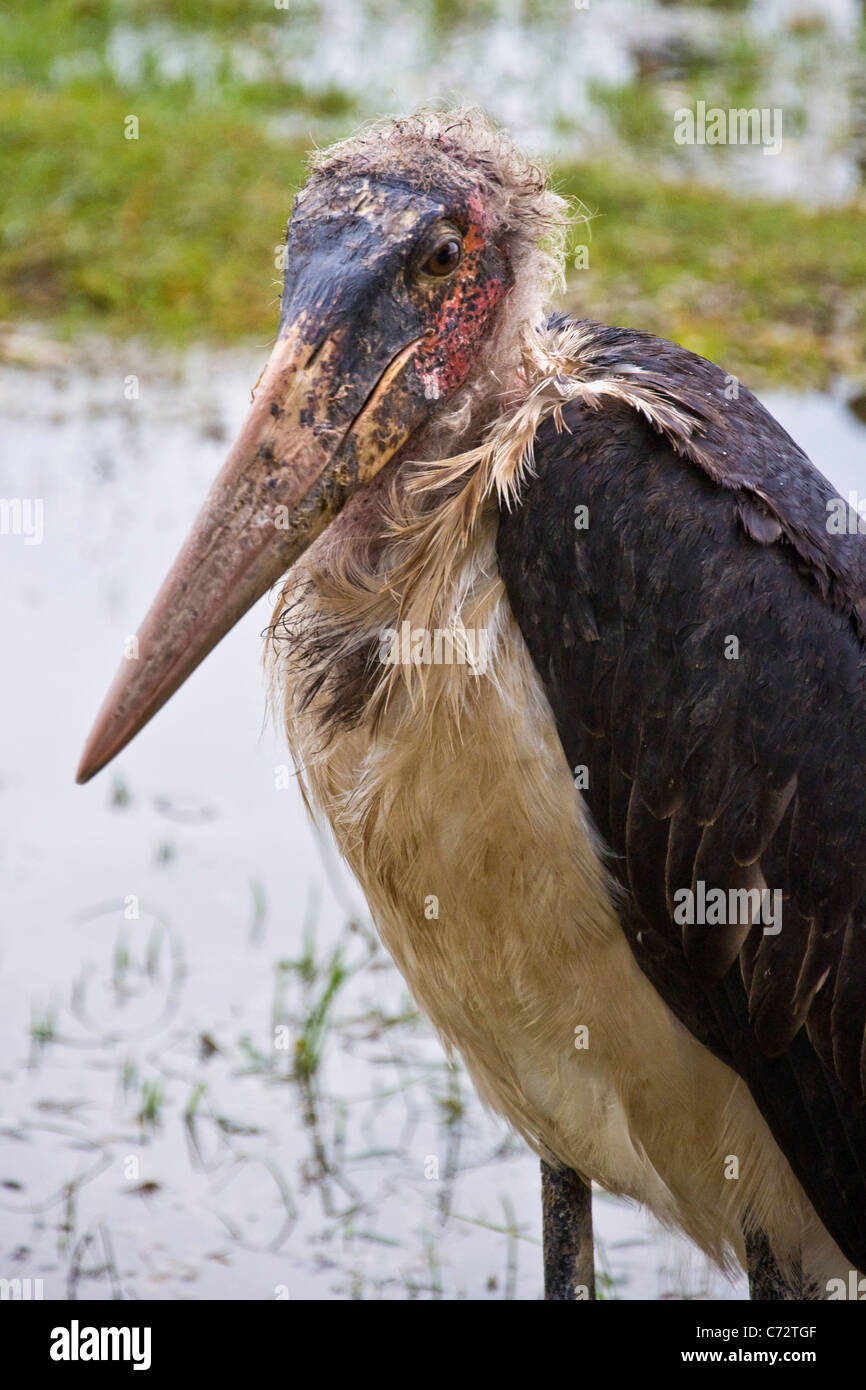 Bird, Awasa, Ethiopia Stock Photo - Alamy