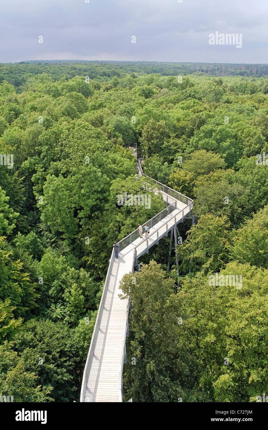 Treetop path or canopy way elevated path going through Hainich National Park, Thuringia, Germany ...