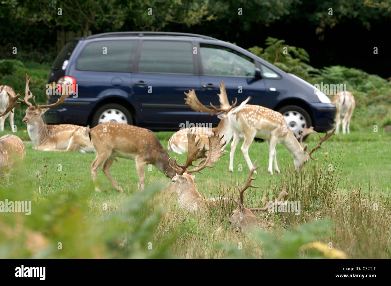 Deer graze by the side of Queen's Road in Richmond Park as a car drives ...