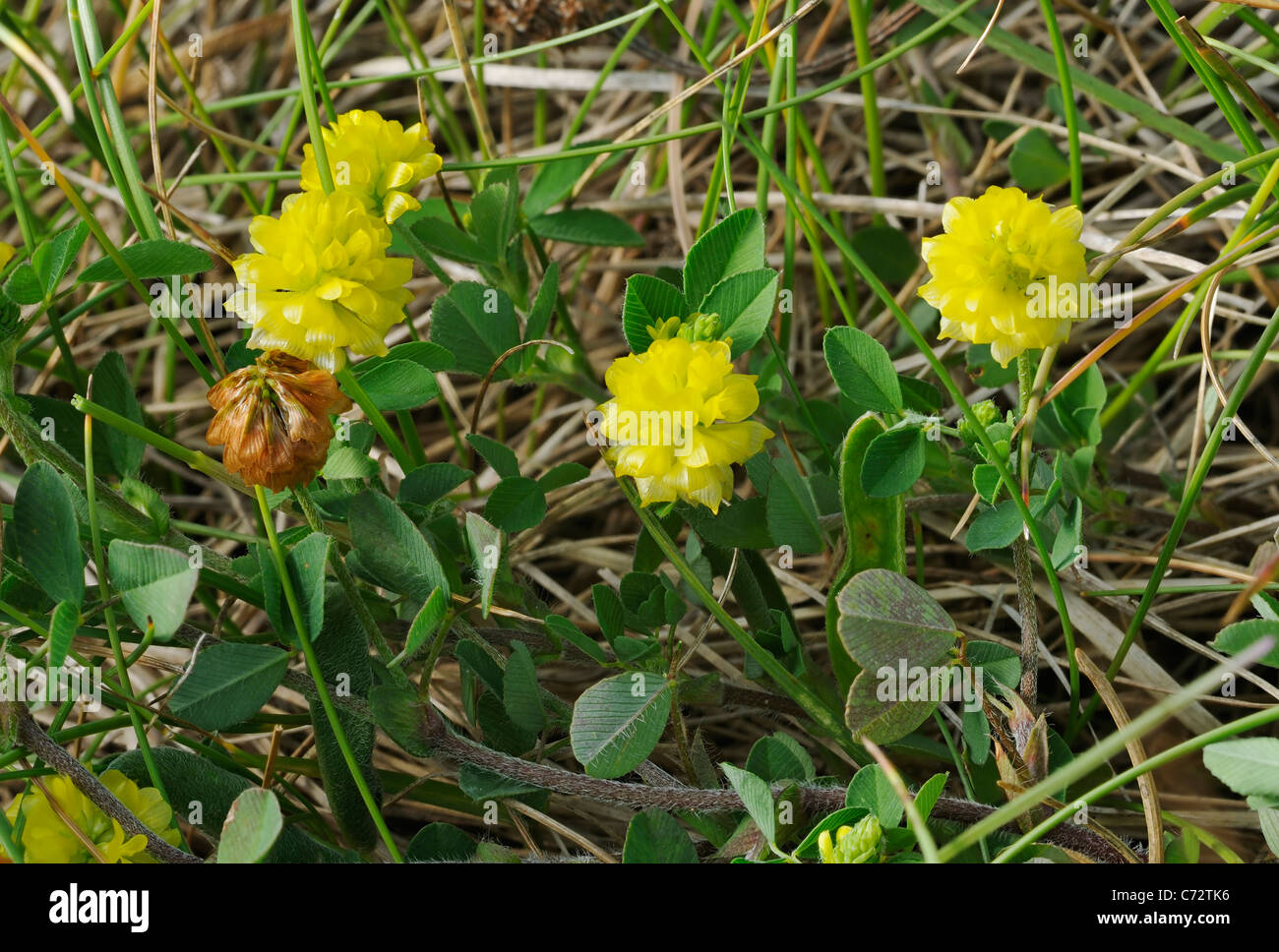 Hop Trefoil - Trifolium campestre Stock Photo - Alamy