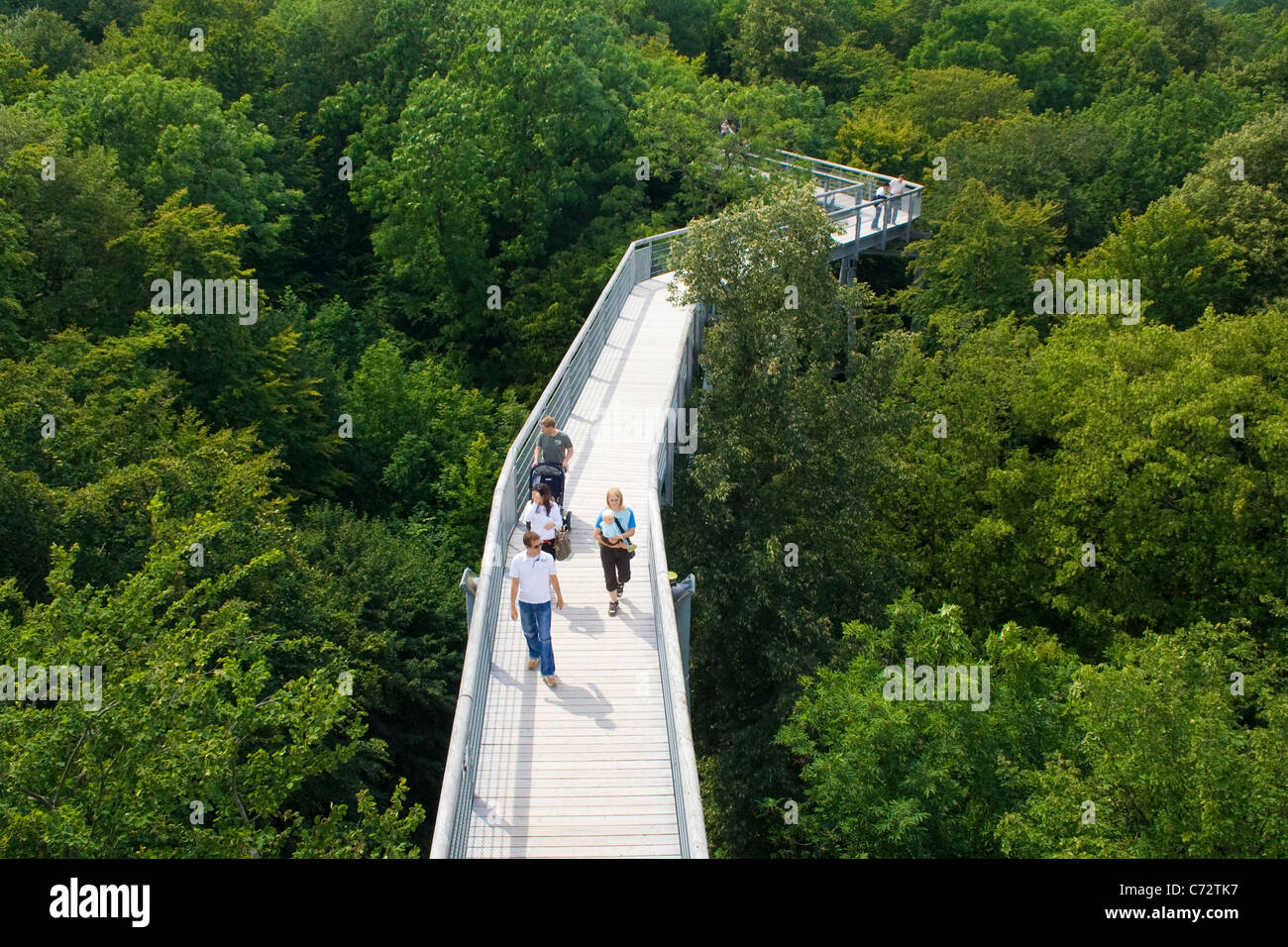 Treetop path or canopy way elevated path going through Hainich National ...