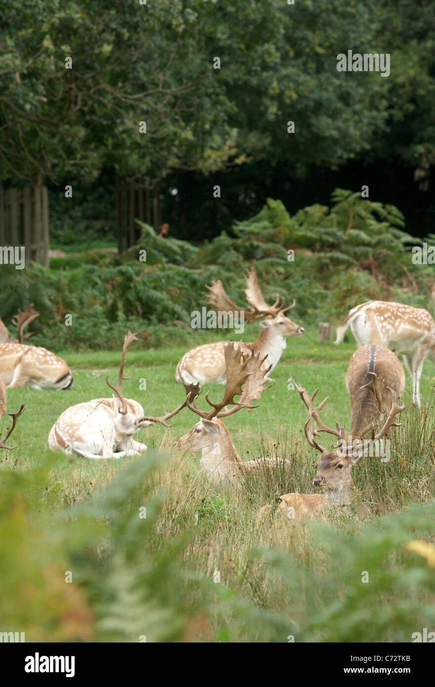Richmond park london deer hi-res stock photography and images - Alamy