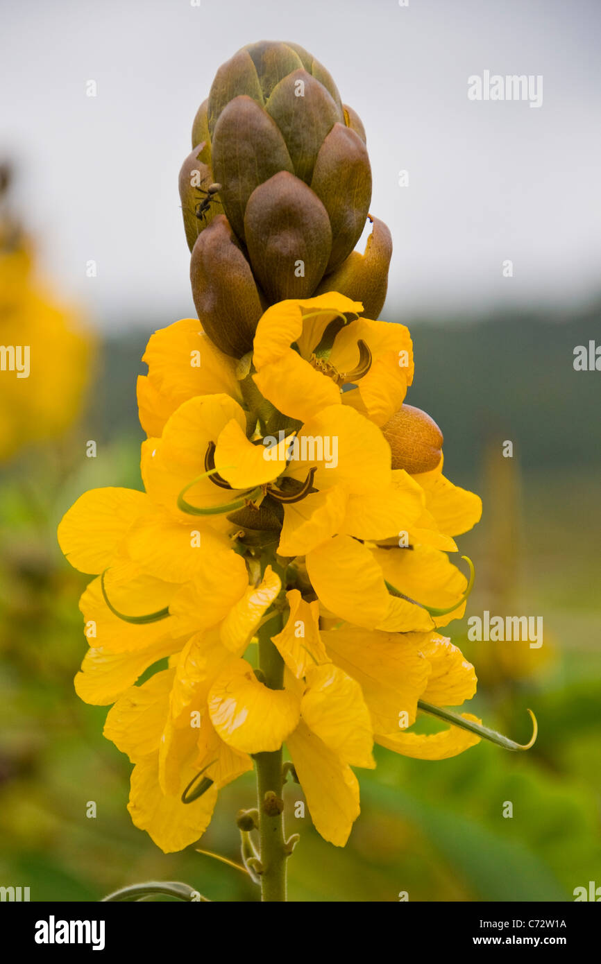 Abyssinia flower hi-res stock photography and images - Alamy