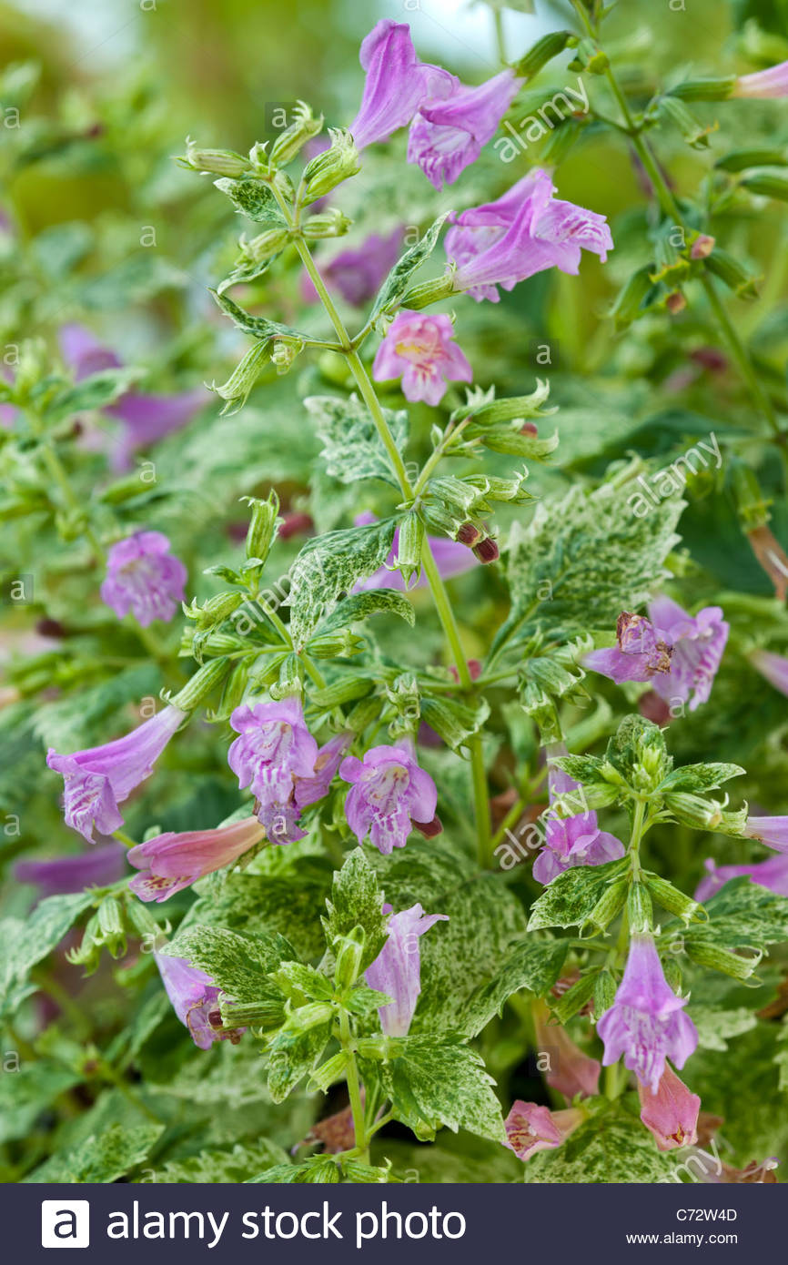 Calamintha Stock Photos & Calamintha Stock Images - Alamy