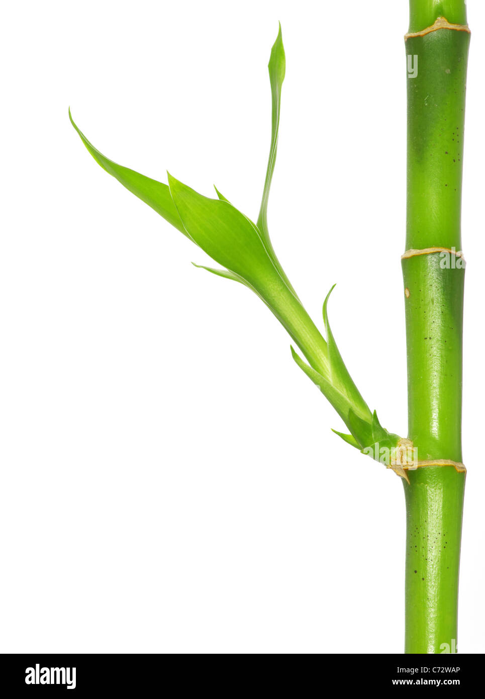 Bamboo isolated on a white background Stock Photo - Alamy