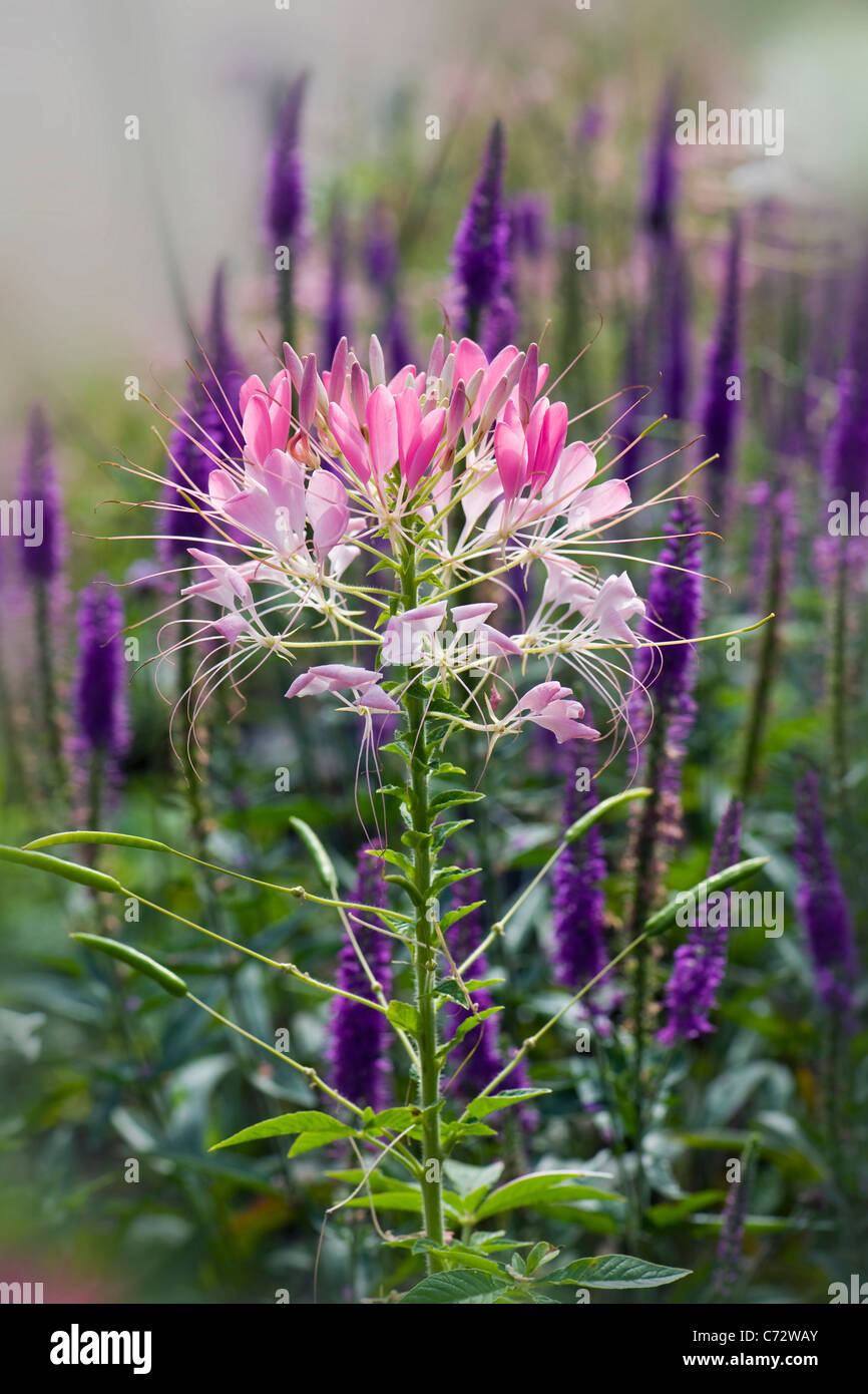 Cleome High Resolution Stock Photography and Images - Alamy