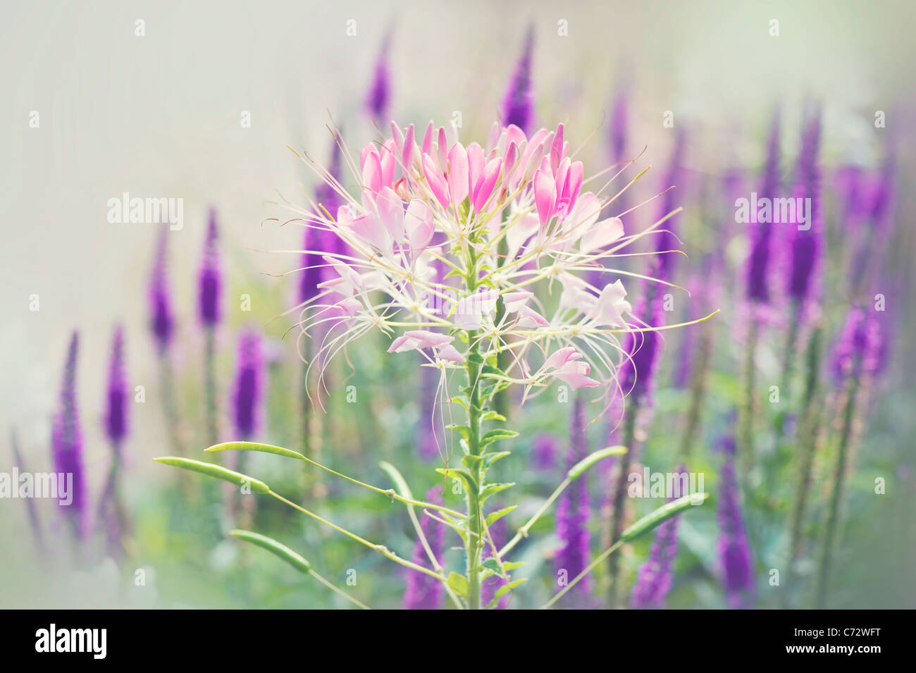 Spider flower white queen hi-res stock photography and images - Alamy