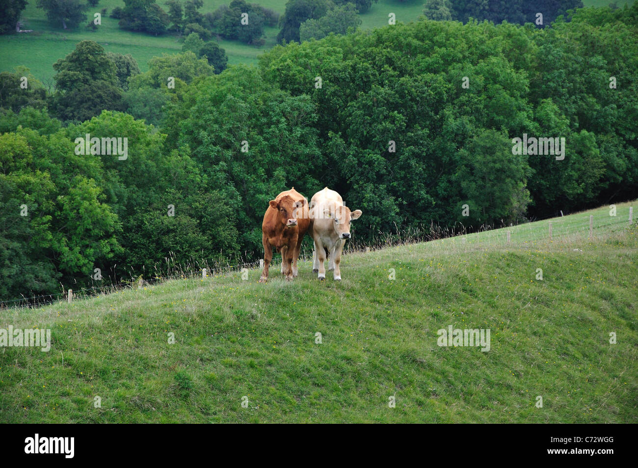 Two cows on the iron age fort of Hod Hill Dorset UK Stock Photo - Alamy