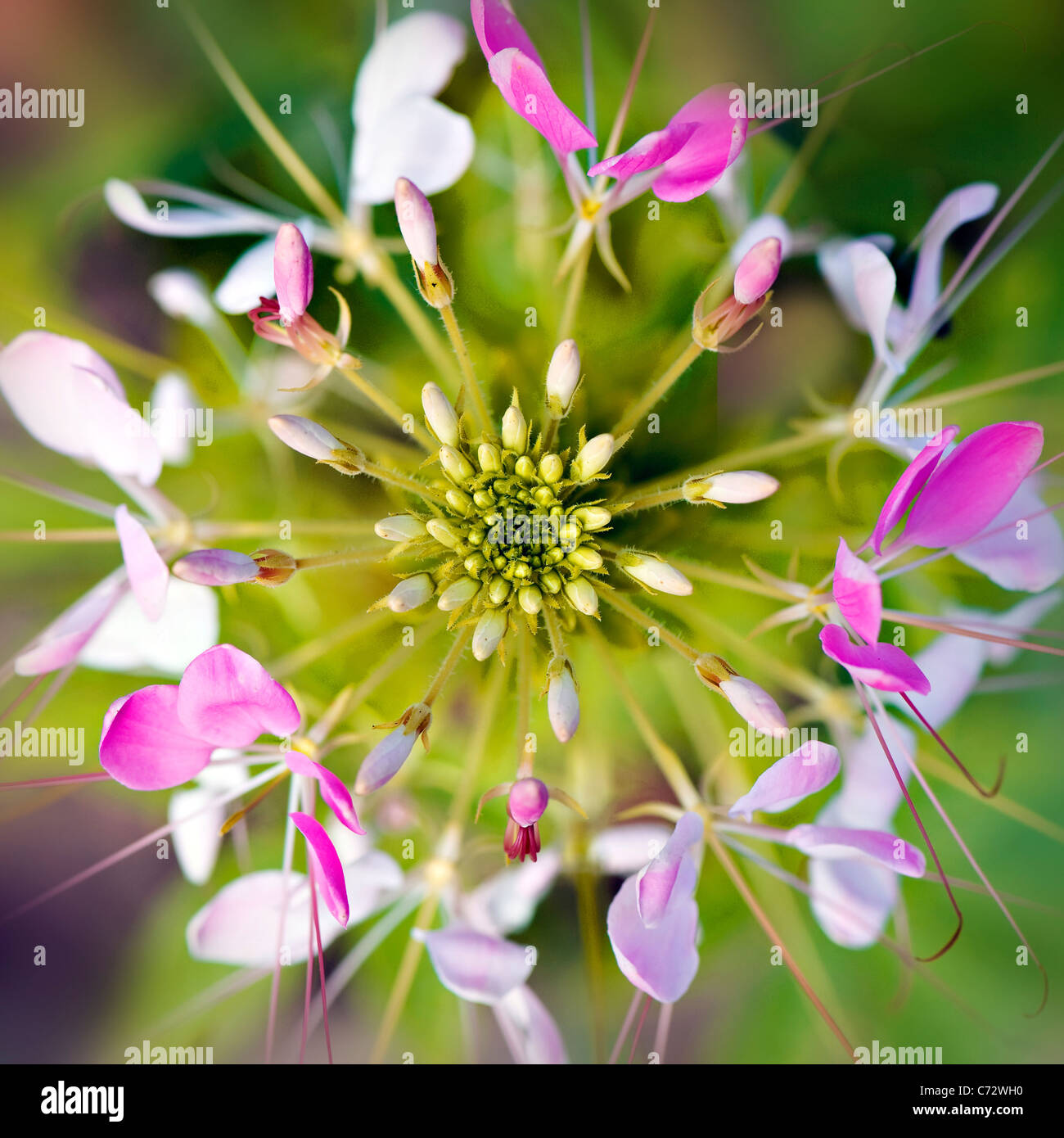 Artistic Spider Flower High Resolution Stock Photography and Images - Alamy