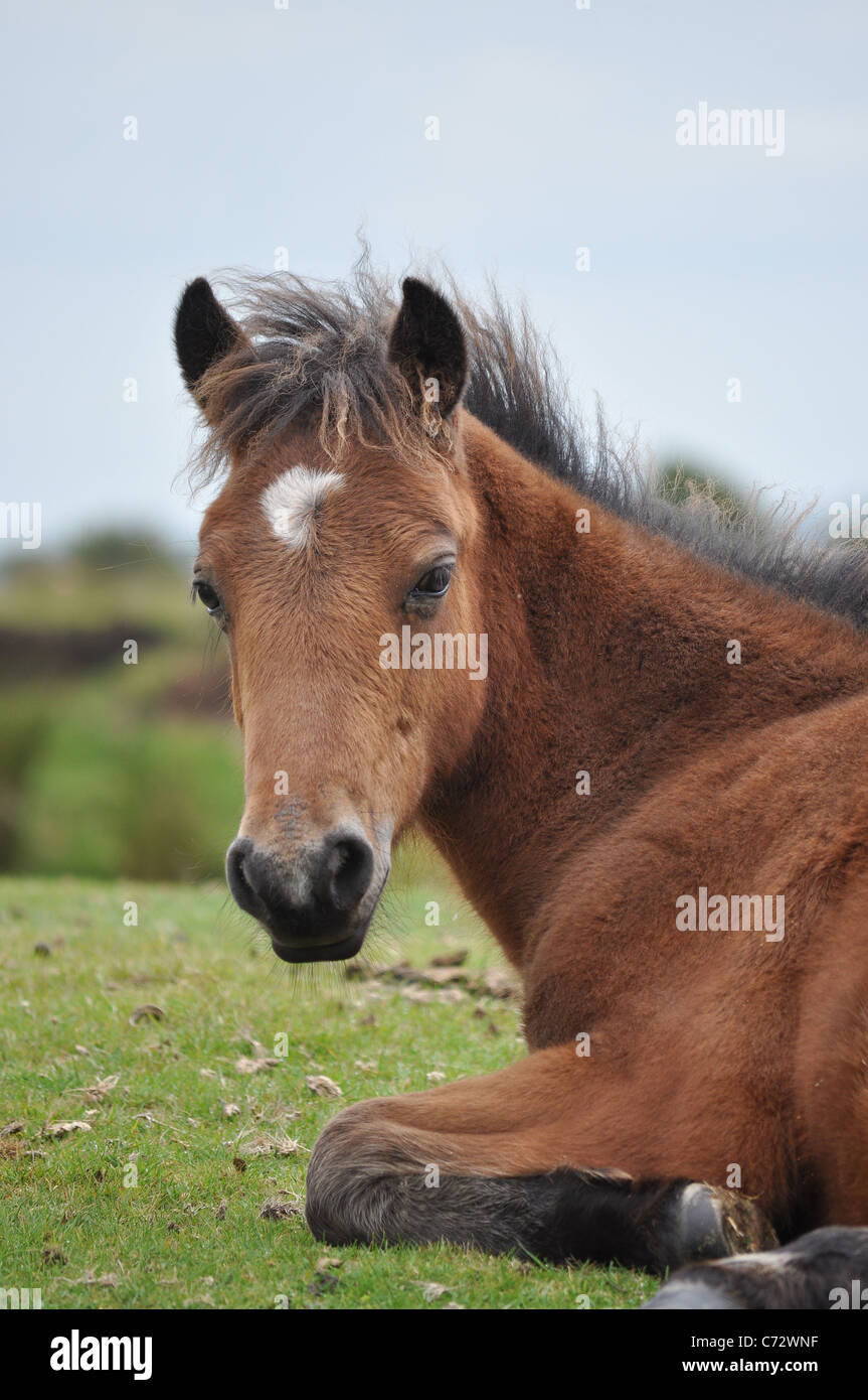 Bay pony hi-res stock photography and images - Alamy