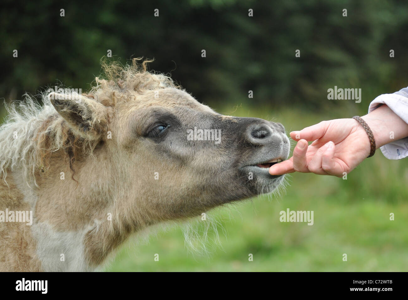 Nibbling The Grass High Resolution Stock Photography and Images - Alamy