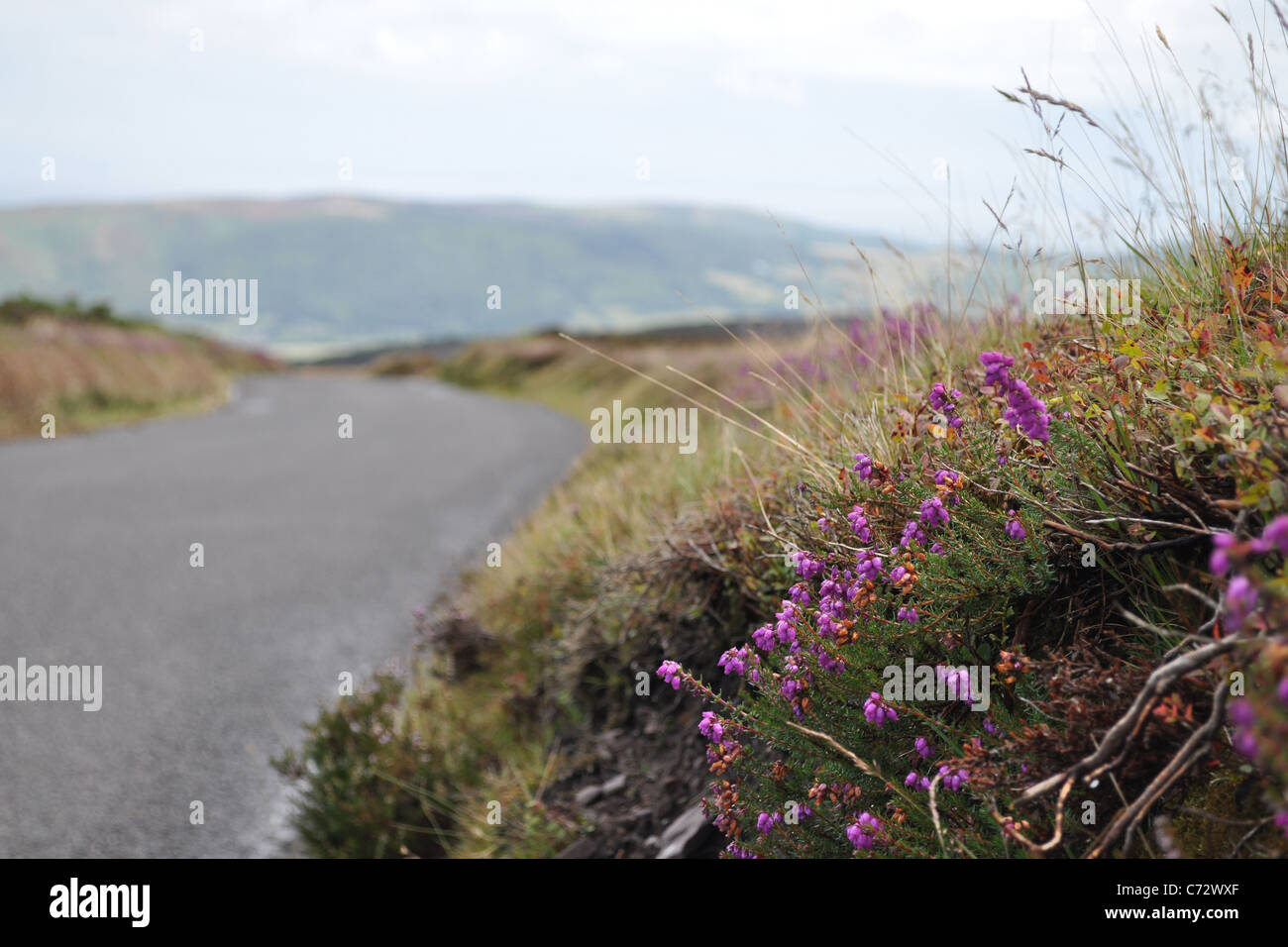 Devon country lane hi-res stock photography and images - Alamy