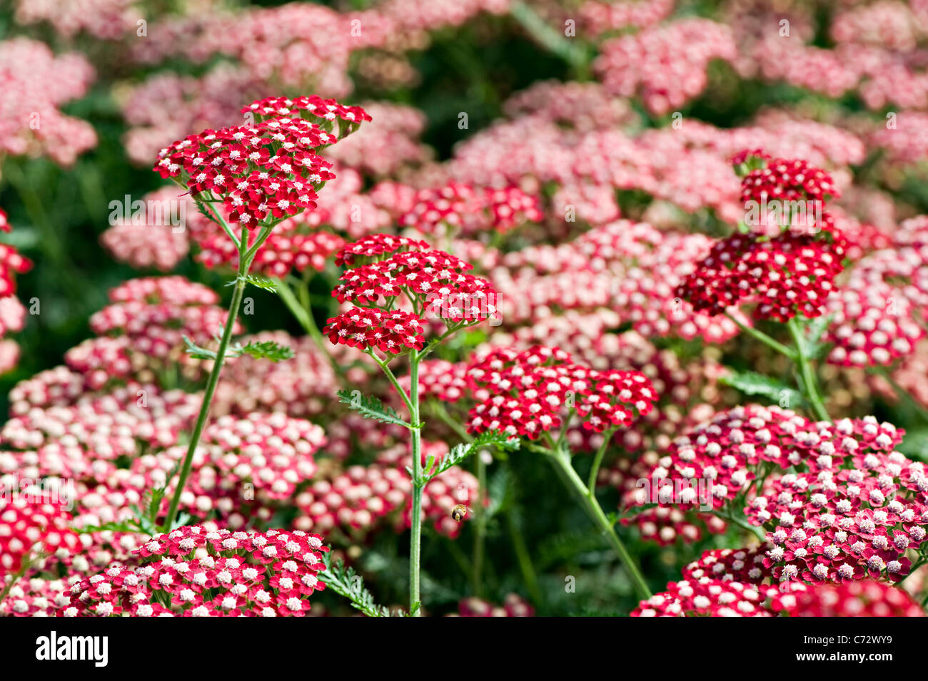 Achillea millefolium orange hi-res stock photography and images - Alamy