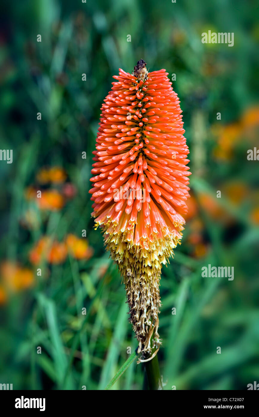 Red hot pokers hi-res stock photography and images - Alamy
