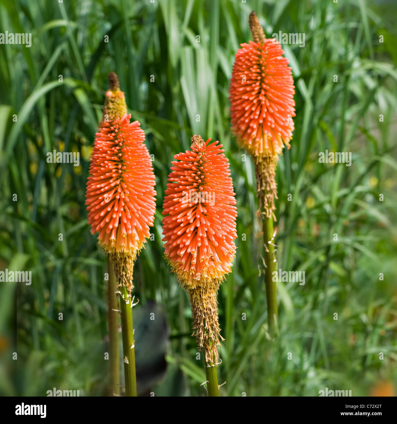 Red hot pokers kniphofia uvaria maxima hi-res stock photography and ...
