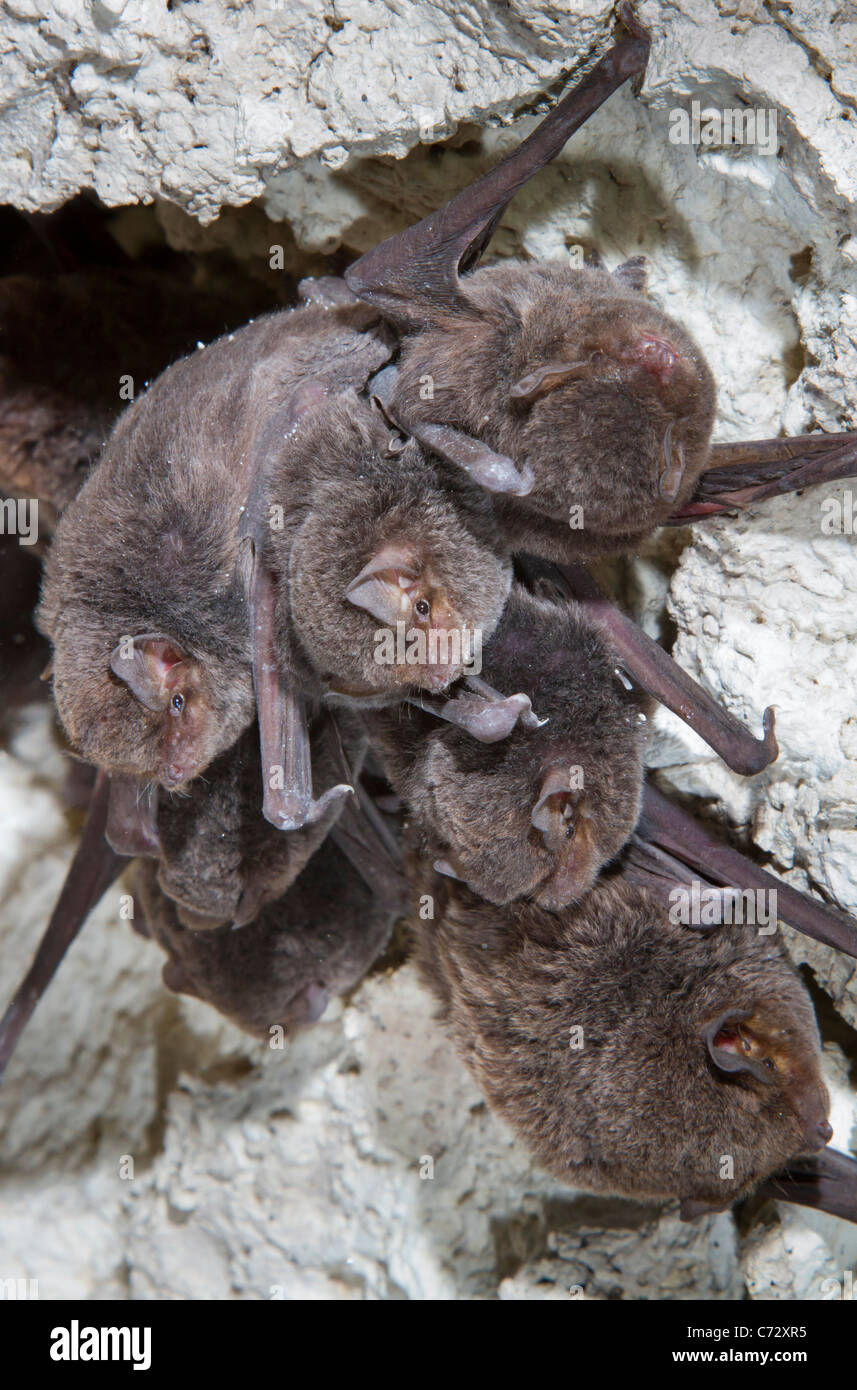Miniopterus natalensis hi-res stock photography and images - Alamy