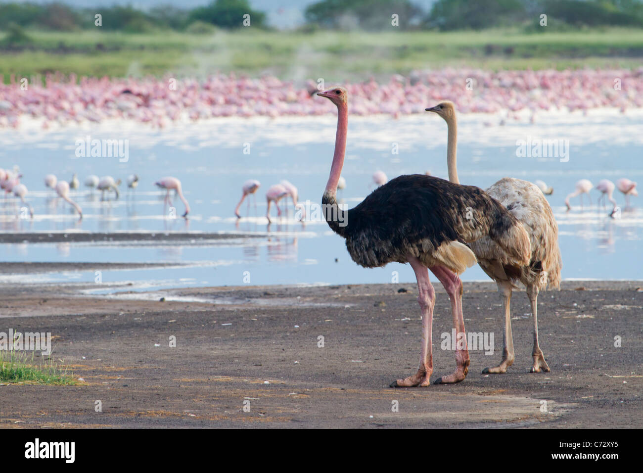 A pair of African ostriches (Struthio camelus) and flamingos at lake ...