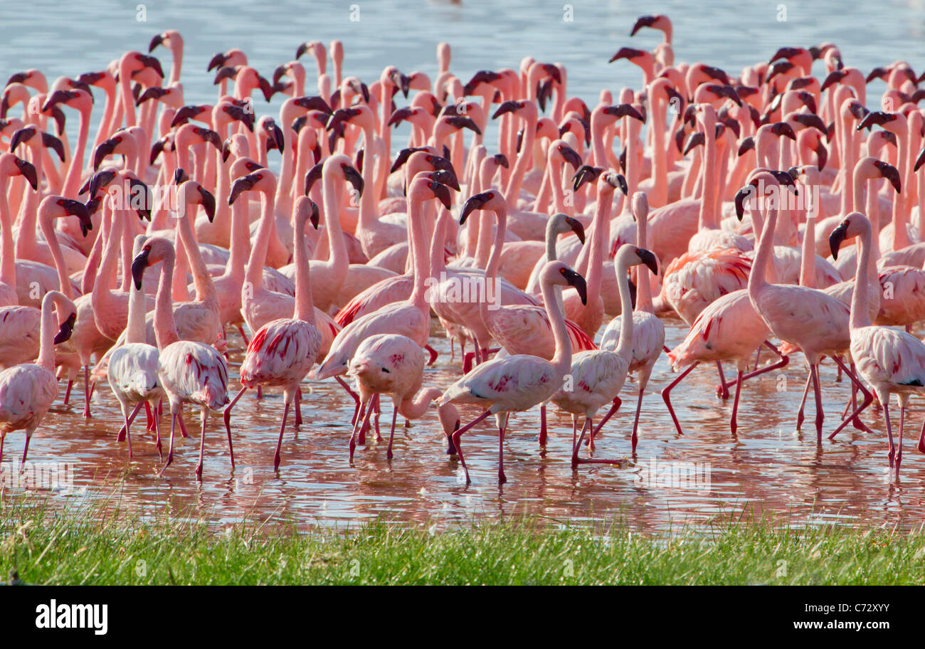 Lesser flamingo at lake Bogoria, Kenya Stock Photo - Alamy