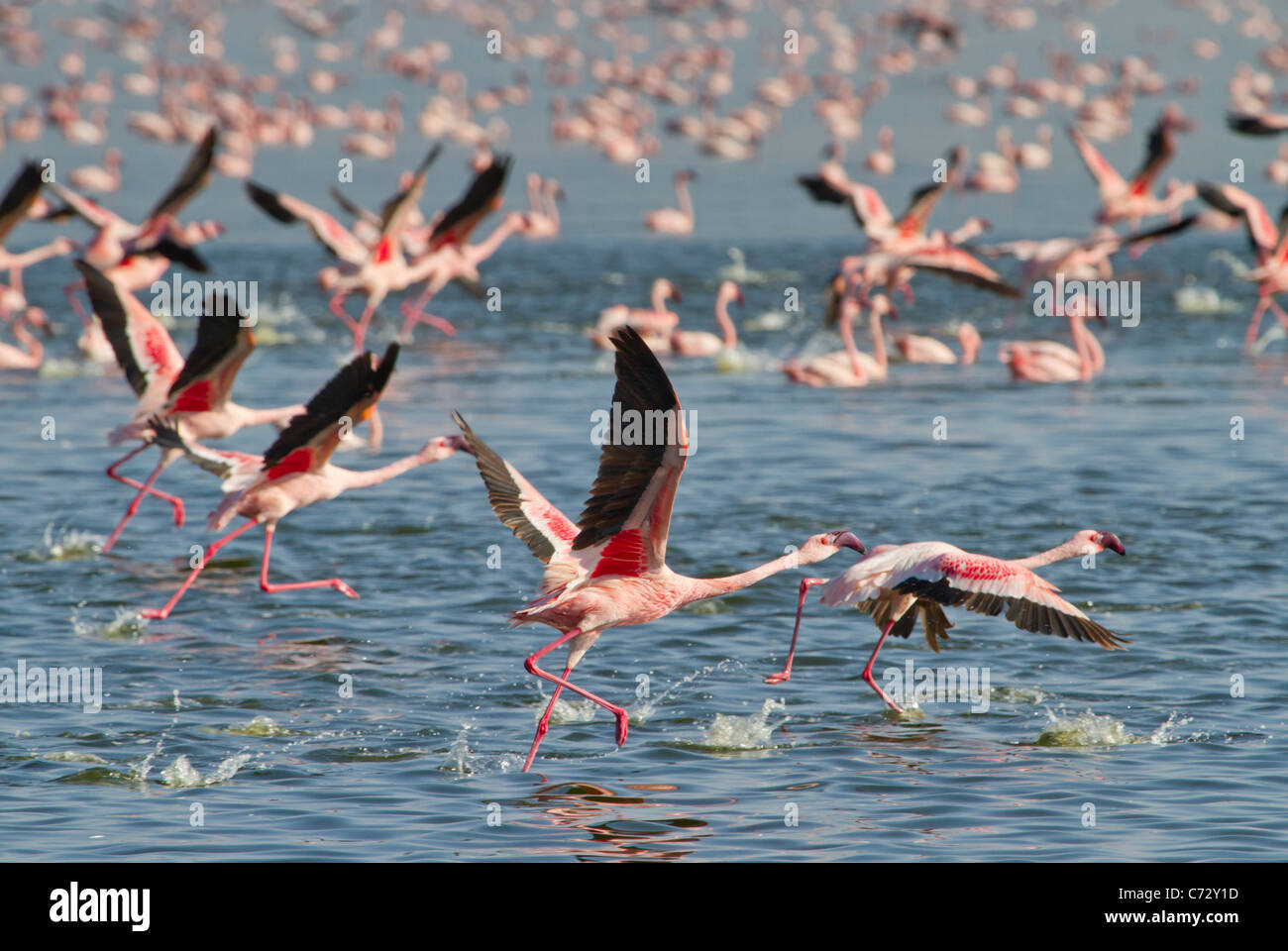 The Lesser Flamingos (Phoenicopterus minor) taking off, lake ...