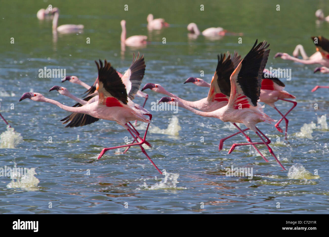 The Lesser Flamingo (Phoenicopterus minor) taking off Stock Photo ...
