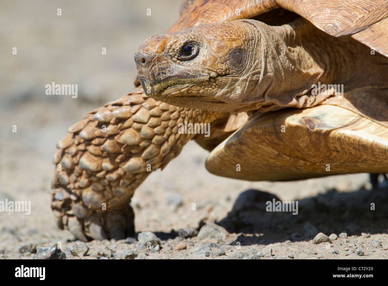 African spurred tortoise (Geochelone sulcata) portrait, lake Bogoria ...