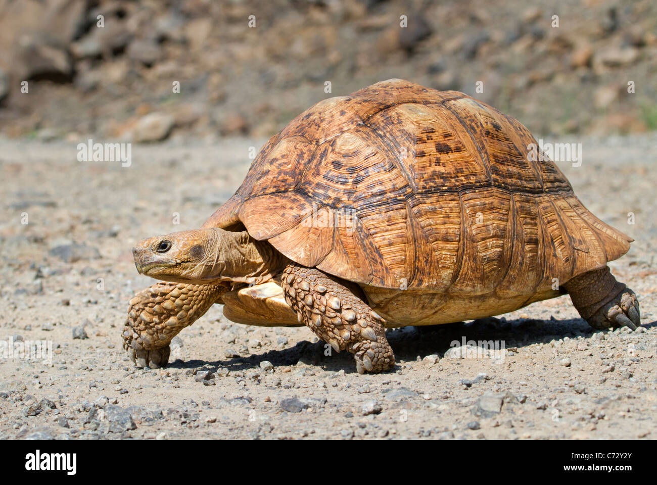 Giant African Sulcata Tortoise High Resolution Stock Photography and ...