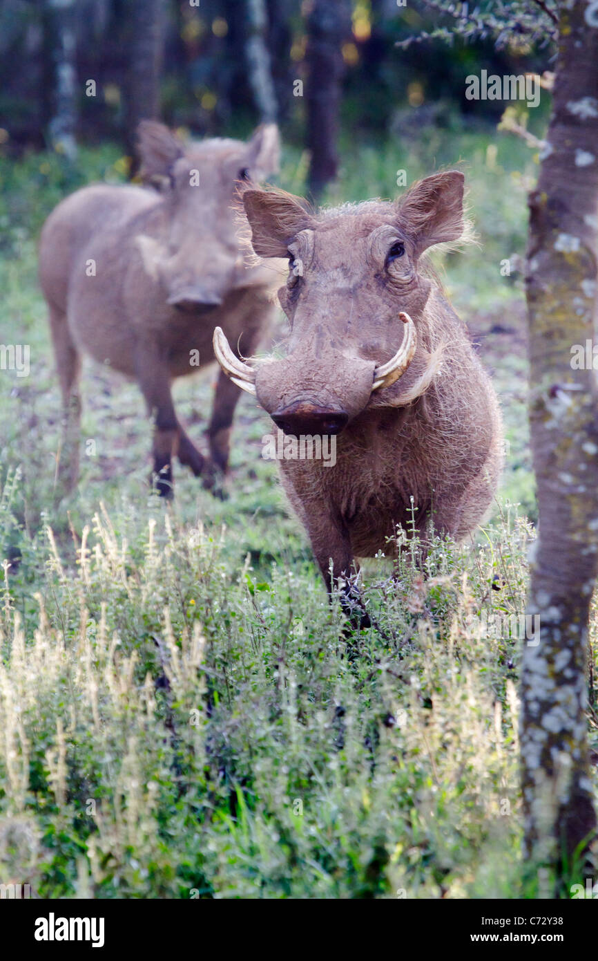 Bush Hog High Resolution Stock Photography and Images - Alamy