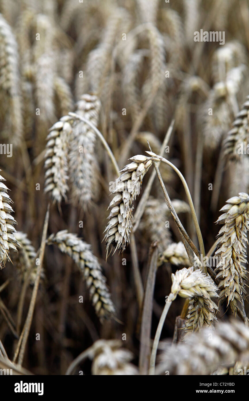 Ear of corn hi-res stock photography and images - Alamy