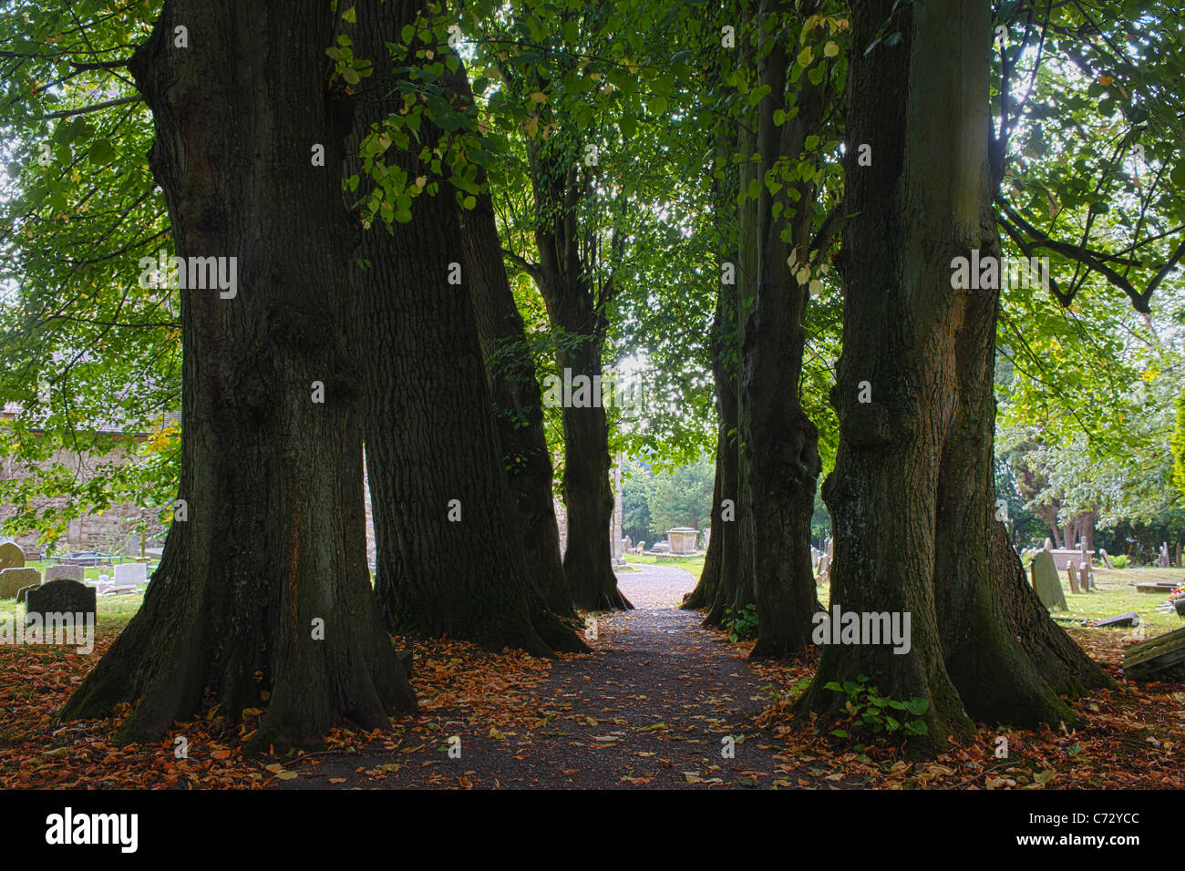 Row of lime trees hi-res stock photography and images - Alamy
