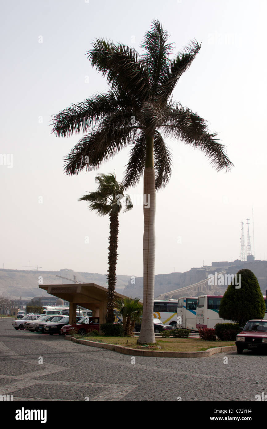 Large palm trees outside the Saladin Citadel in Cairo, near the parking ...