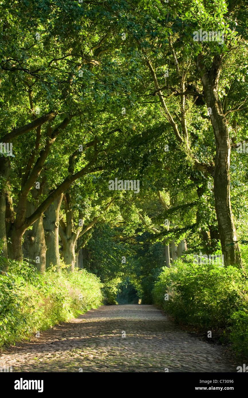 German tree lined road hi-res stock photography and images - Alamy