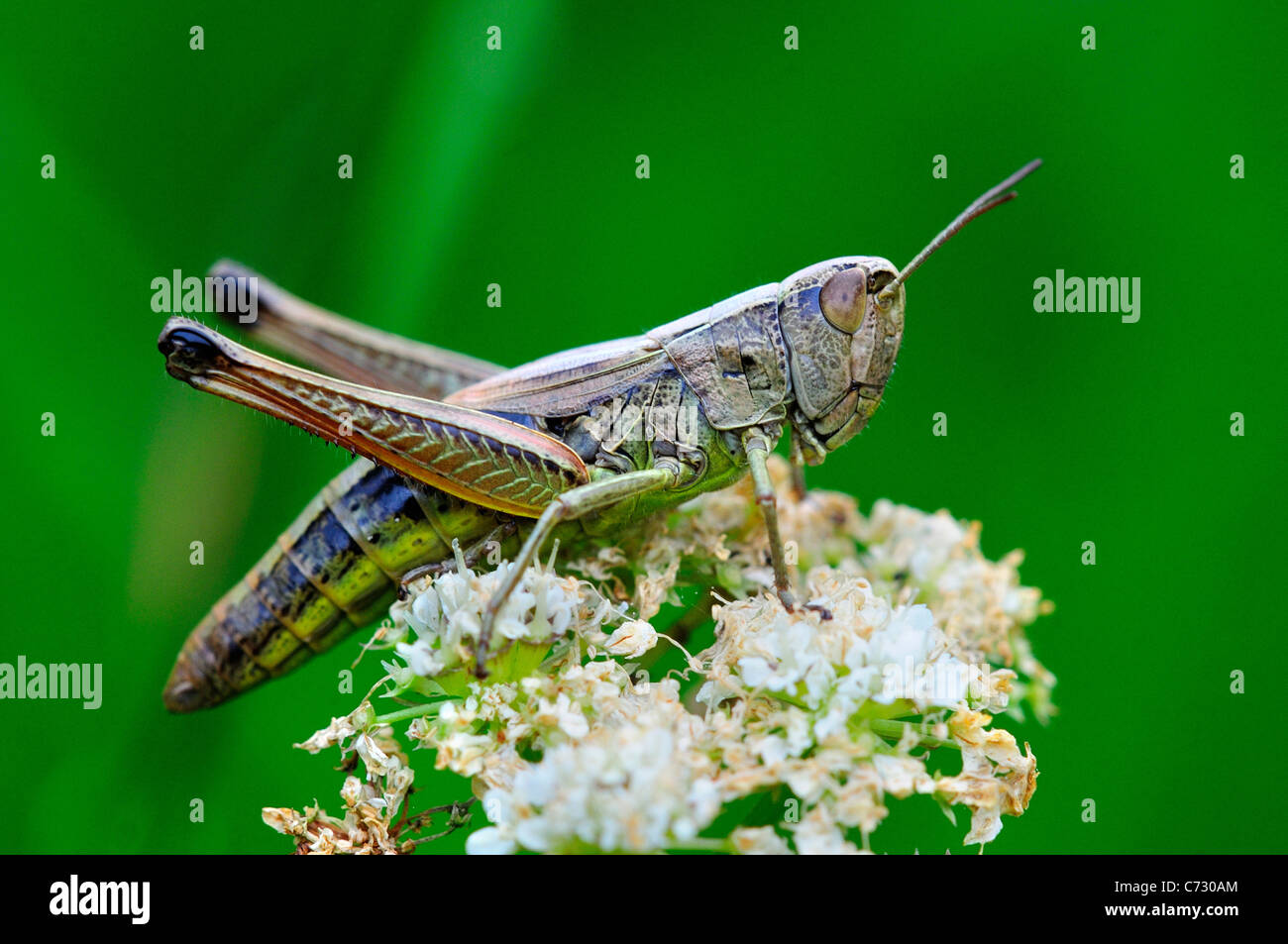 A grasshopper at rest on a white flower head UK Stock Photo - Alamy