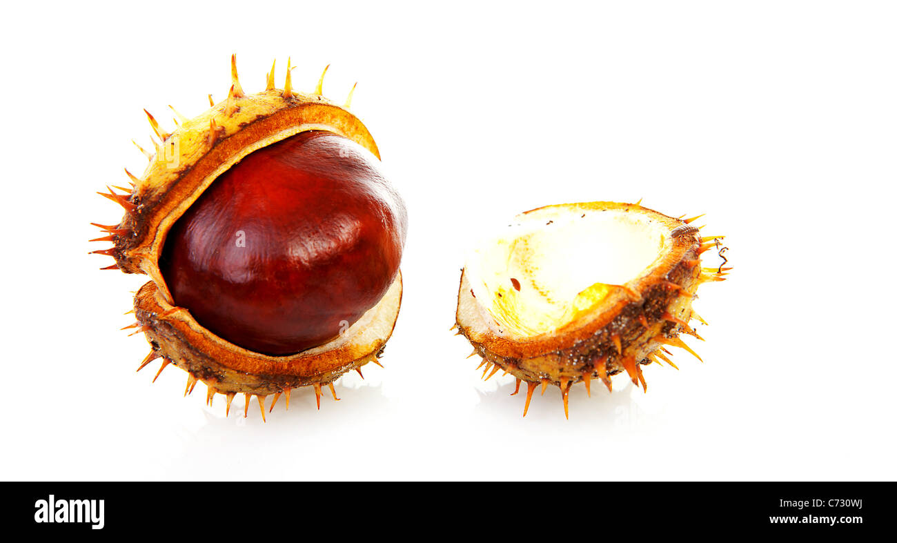 One open chestnut in closeup over white background Stock Photo - Alamy
