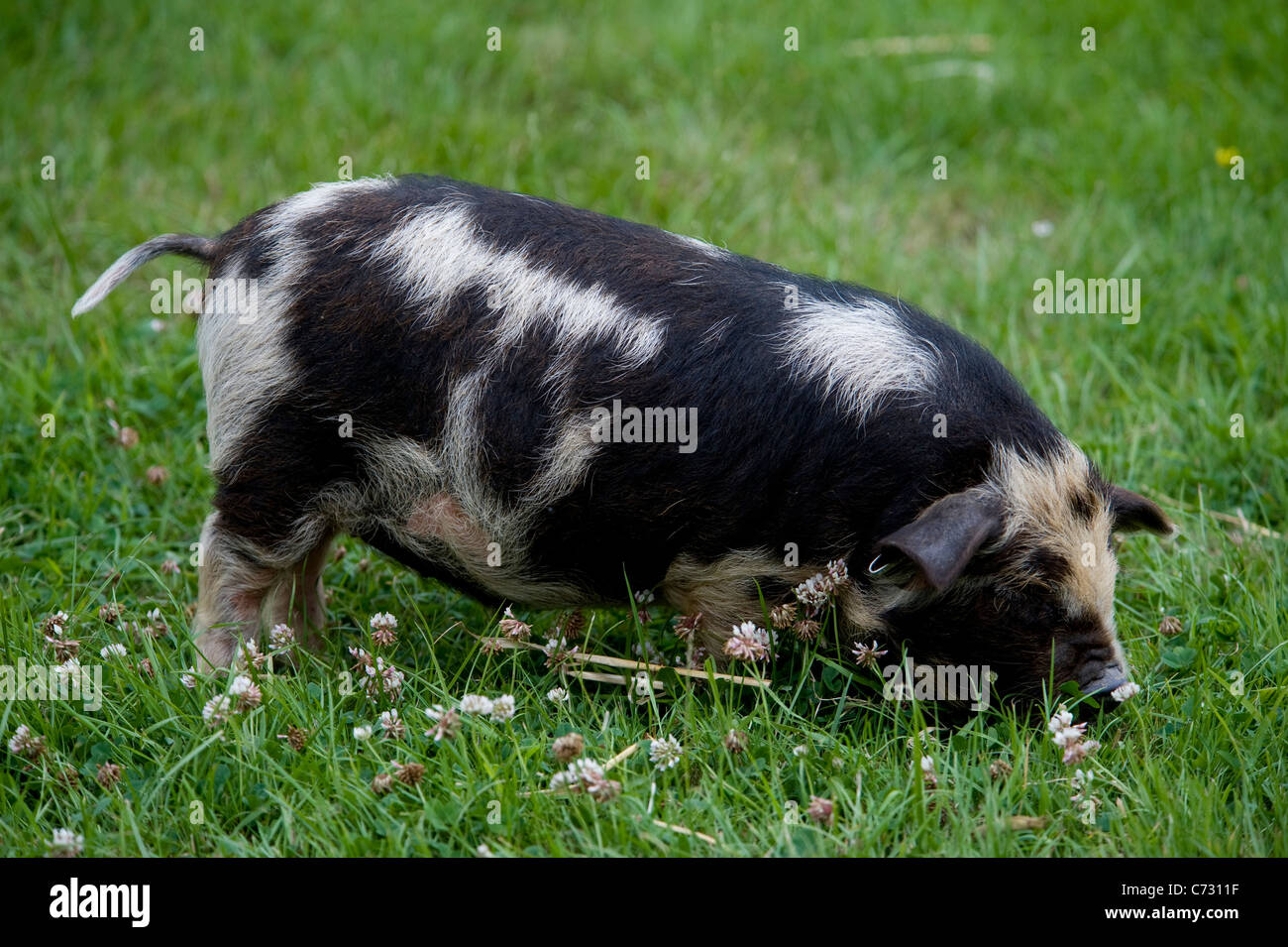 Dwarf cattle hi-res stock photography and images - Alamy